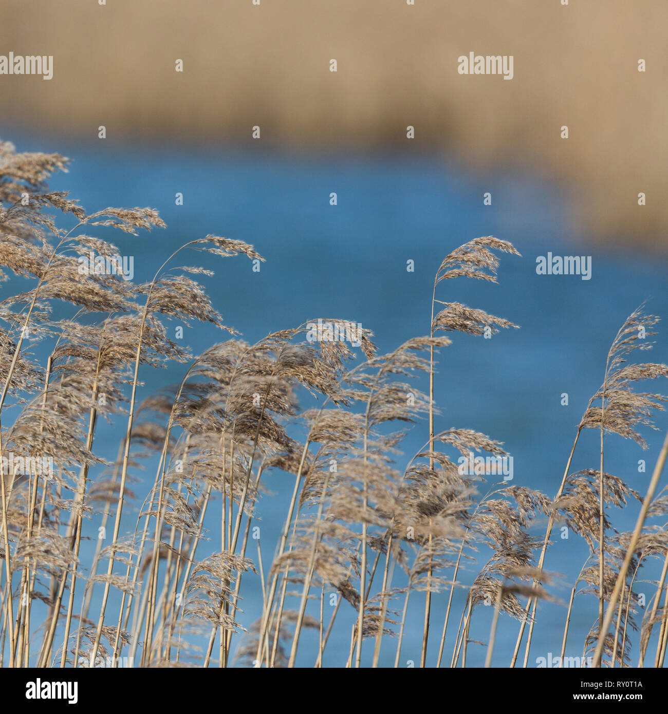 Belt of reed hi-res stock photography and images - Alamy