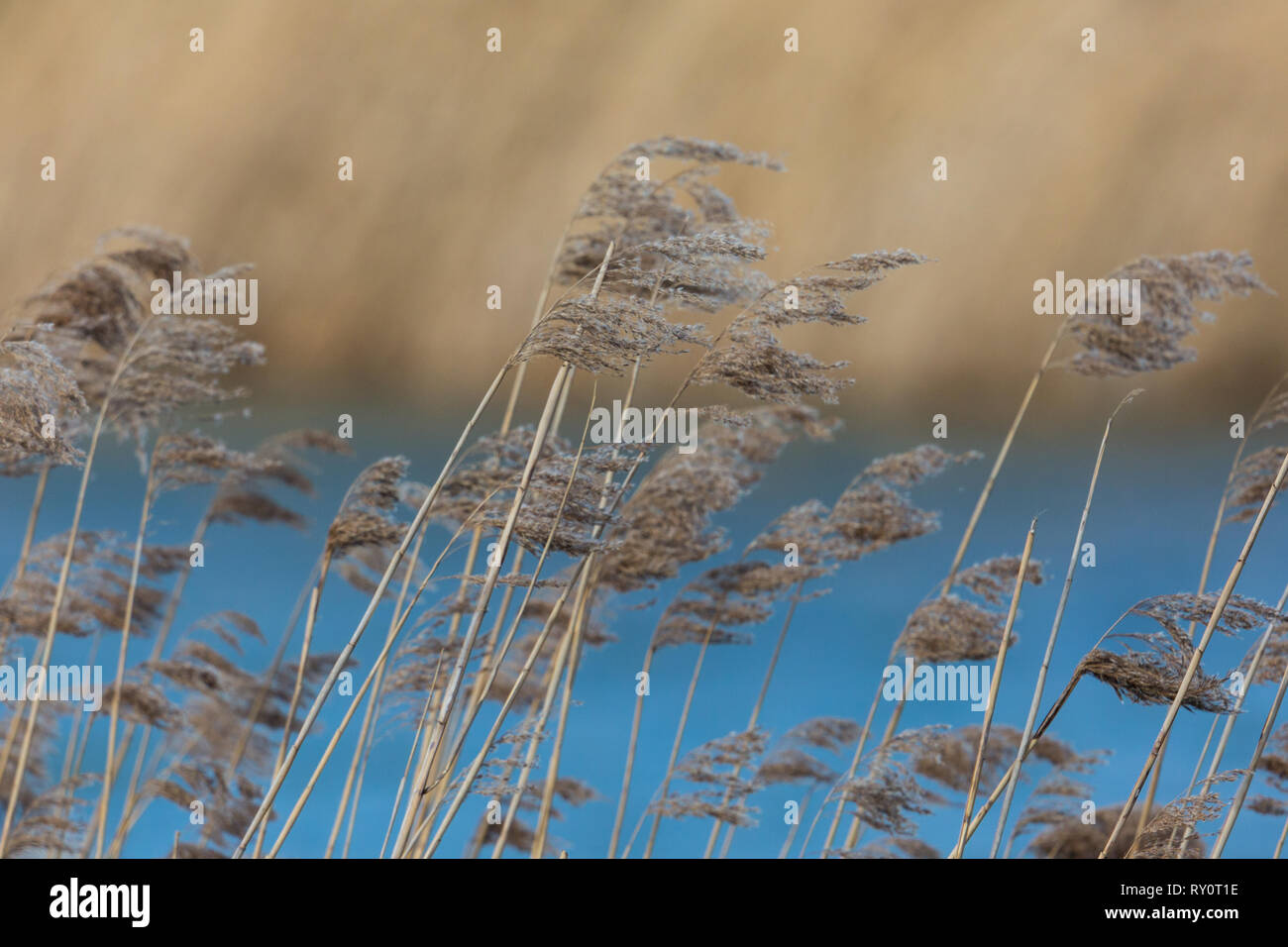 Cane panicle hi-res stock photography and images - Alamy