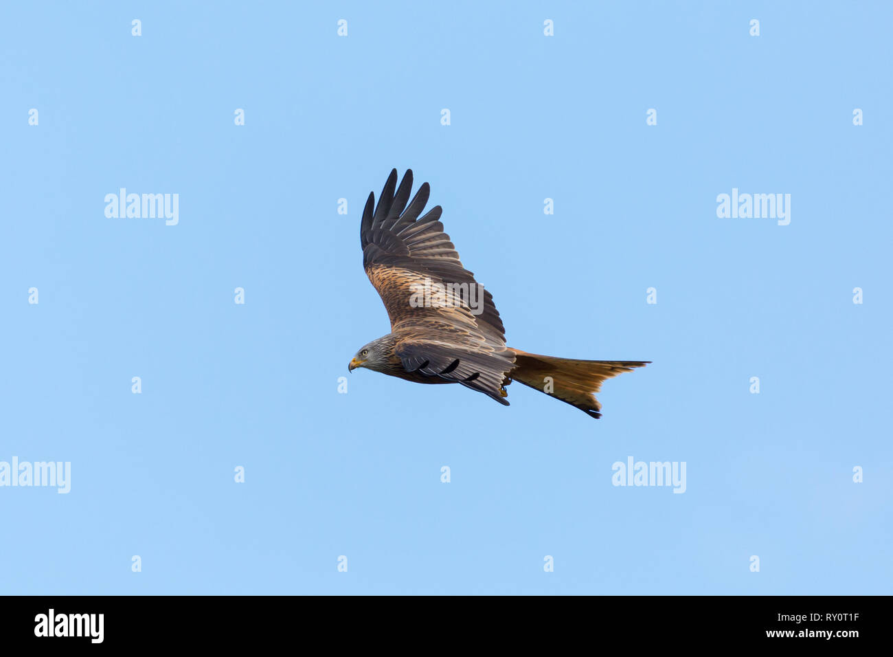 side view natural red kite (milvus milvus) bird of prey in flight ...
