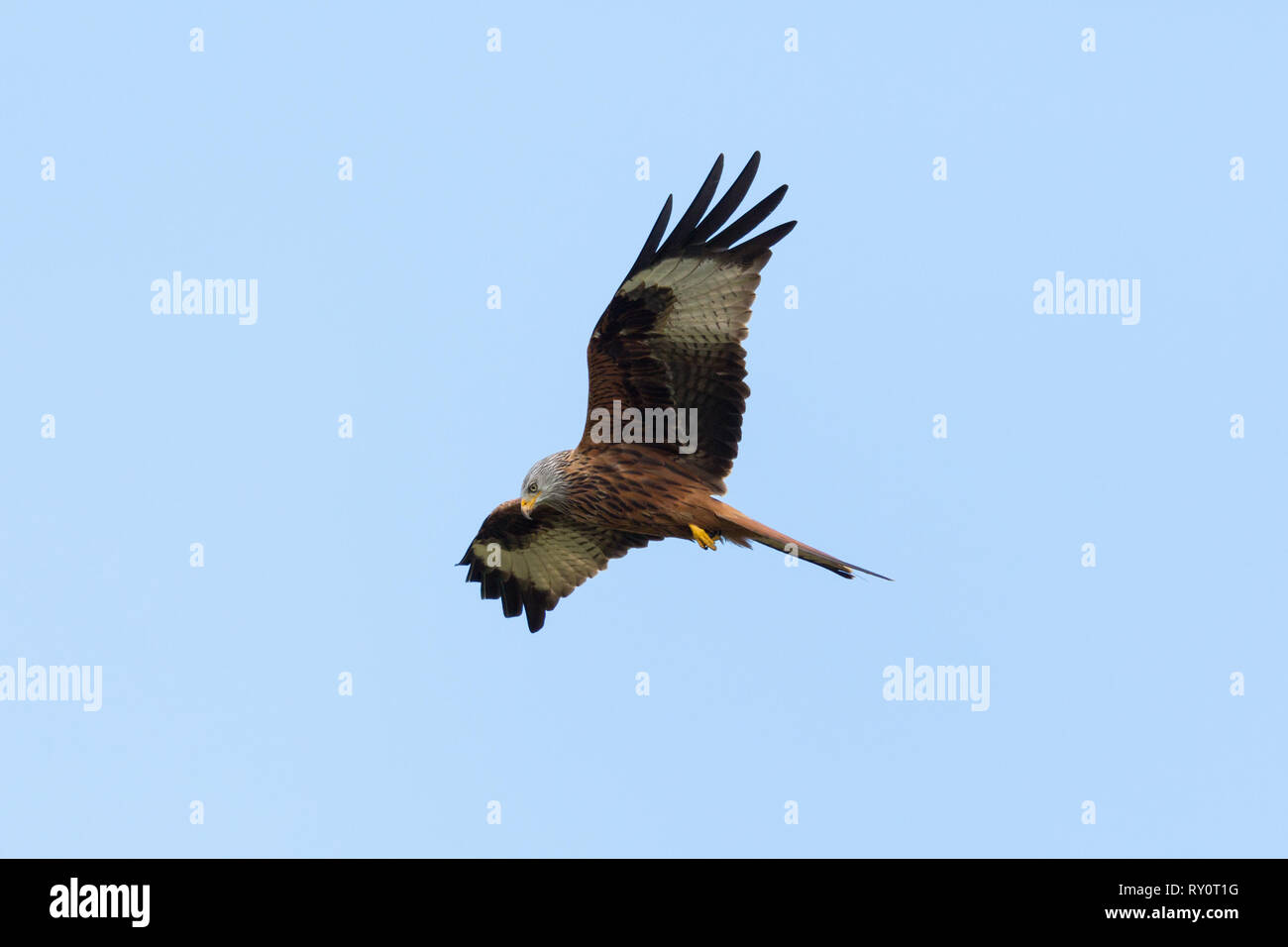natural red kite (milvus milvus) bird of prey flying in blue sky, open ...