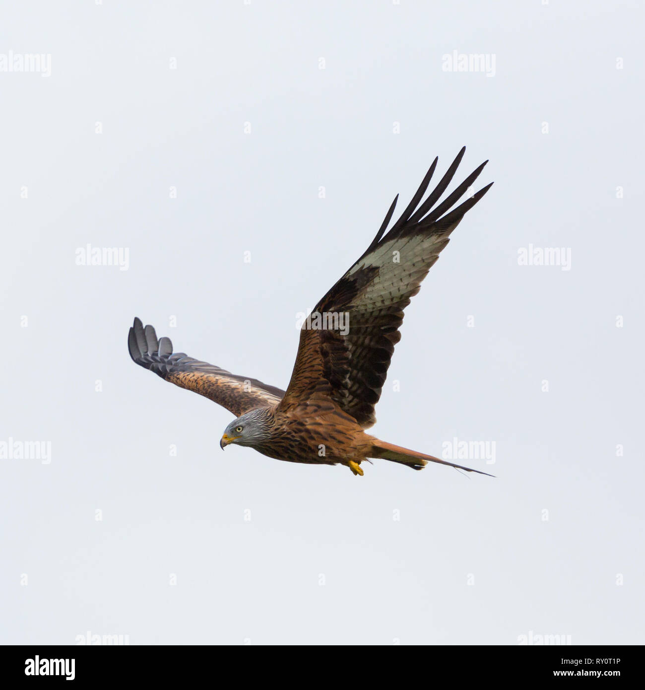 portrait natural red kite (milvus milvus) bird of prey in flight ...