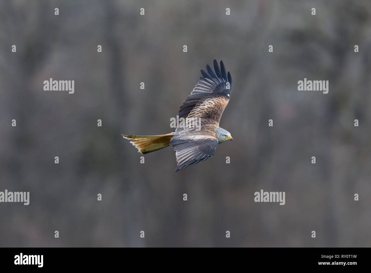 natural red kite (milvus milvus) bird of prey in flight in front of ...