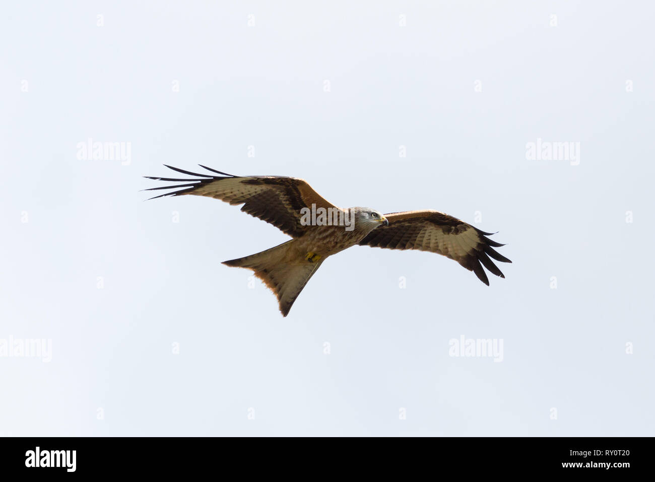 natural red kite (milvus milvus) bird of prey in flight, spread wings ...
