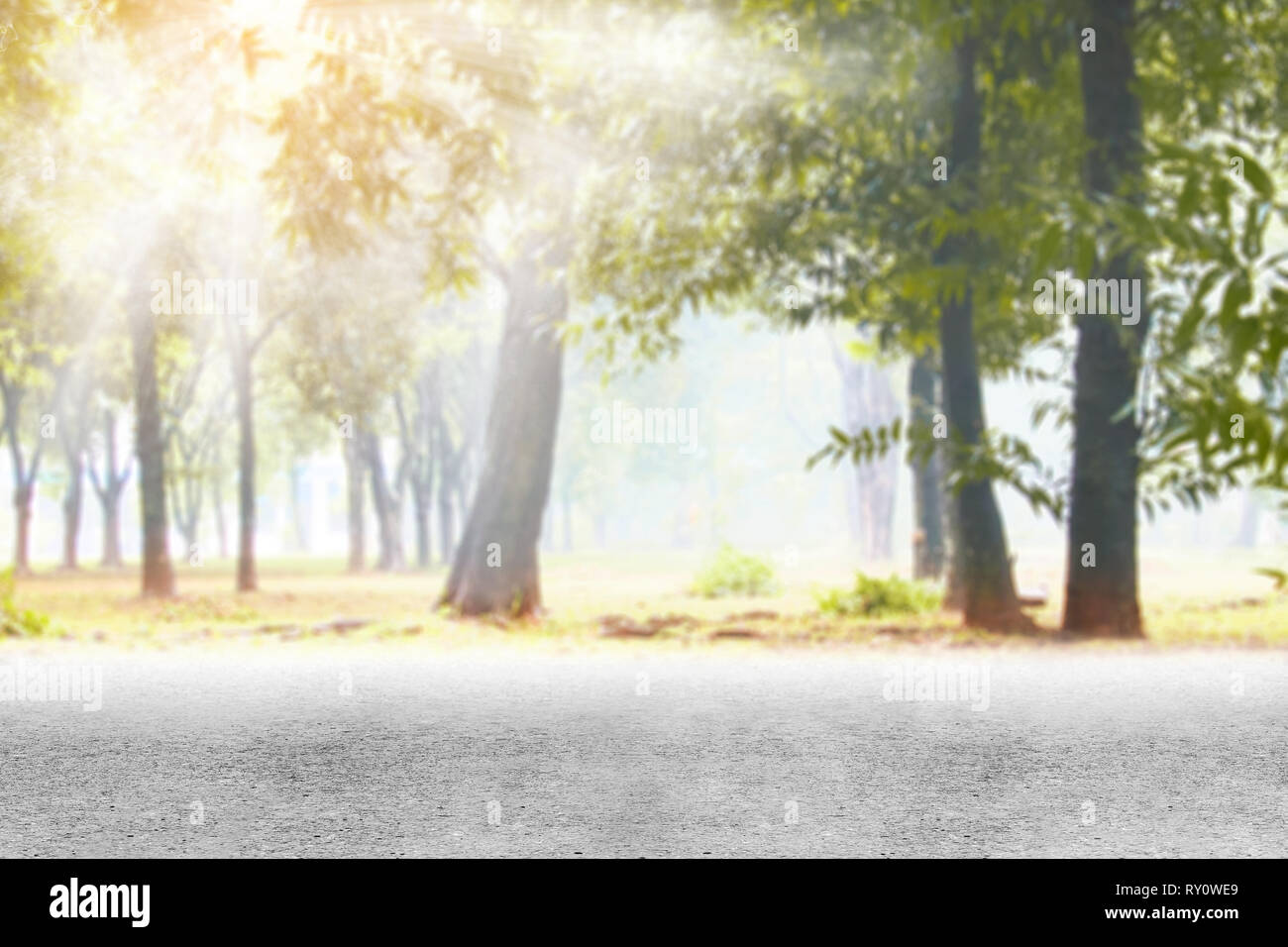 Road side with trees and park view over sunlight background Stock Photo ...