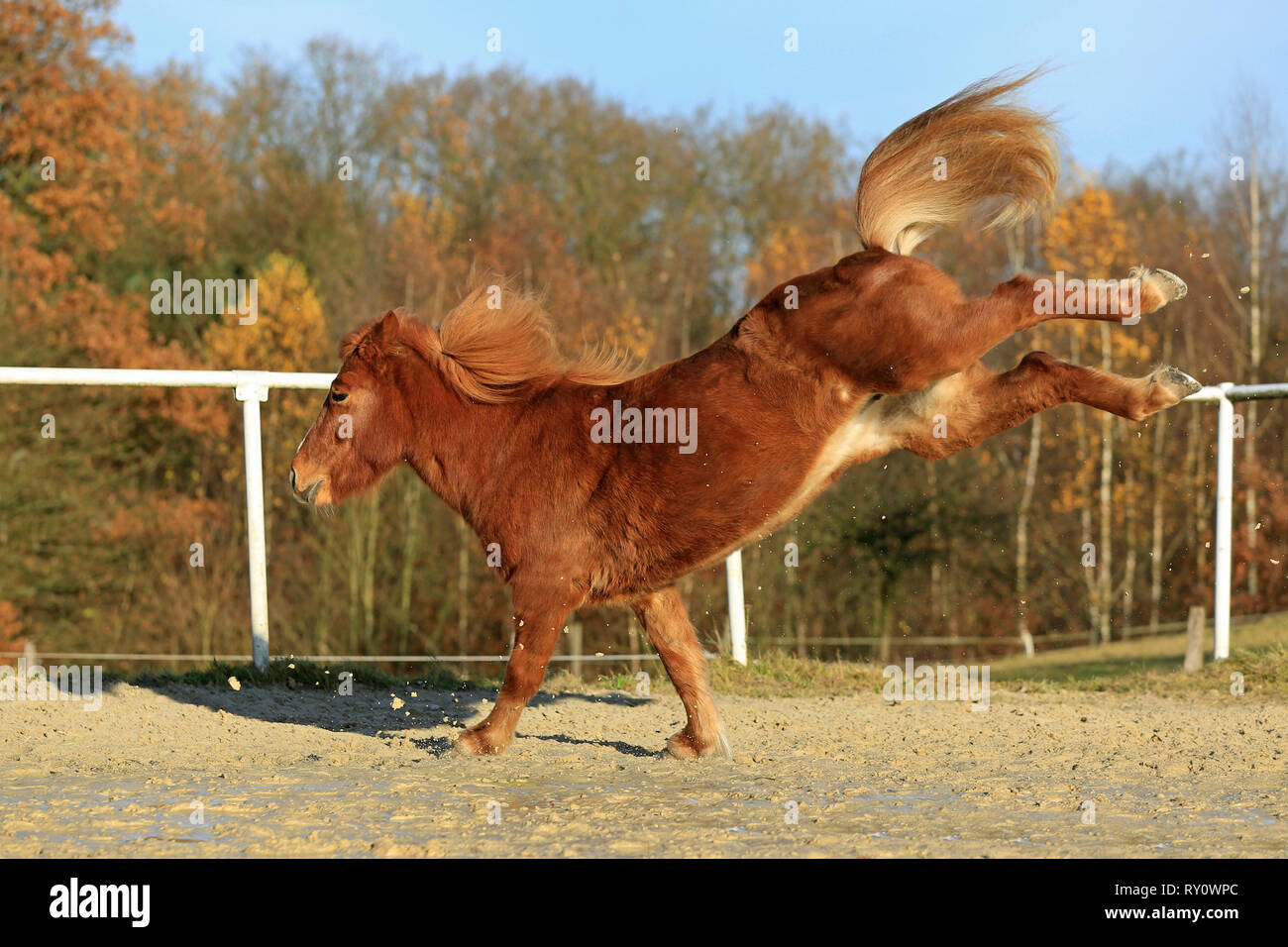 Islandpony hi-res stock photography and images - Alamy