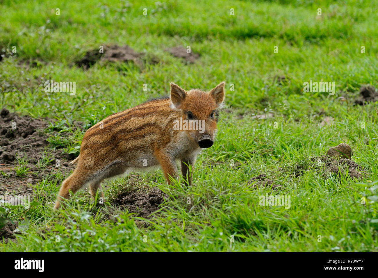 Frischling, (Sus scrofa), Wildschwein Stock Photo - Alamy