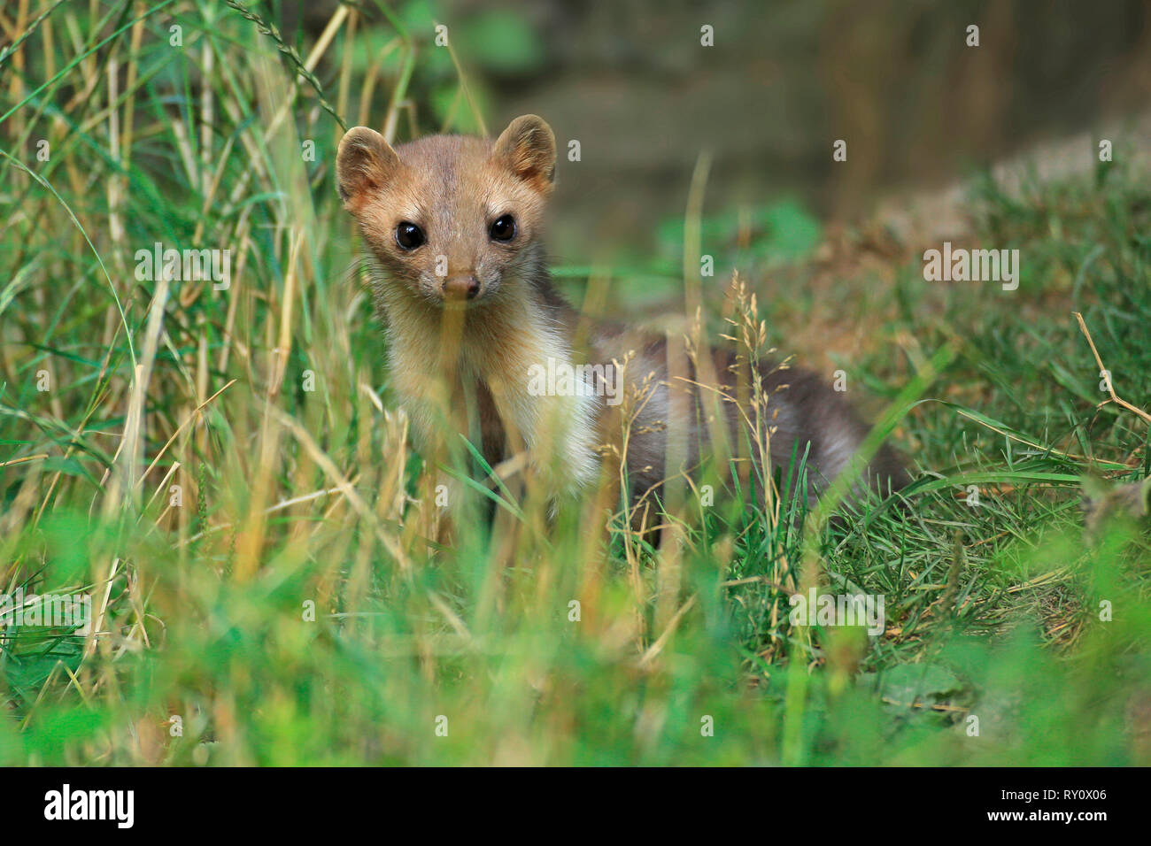 Steinmarder, (Martes foina), Deutschland Stock Photo - Alamy