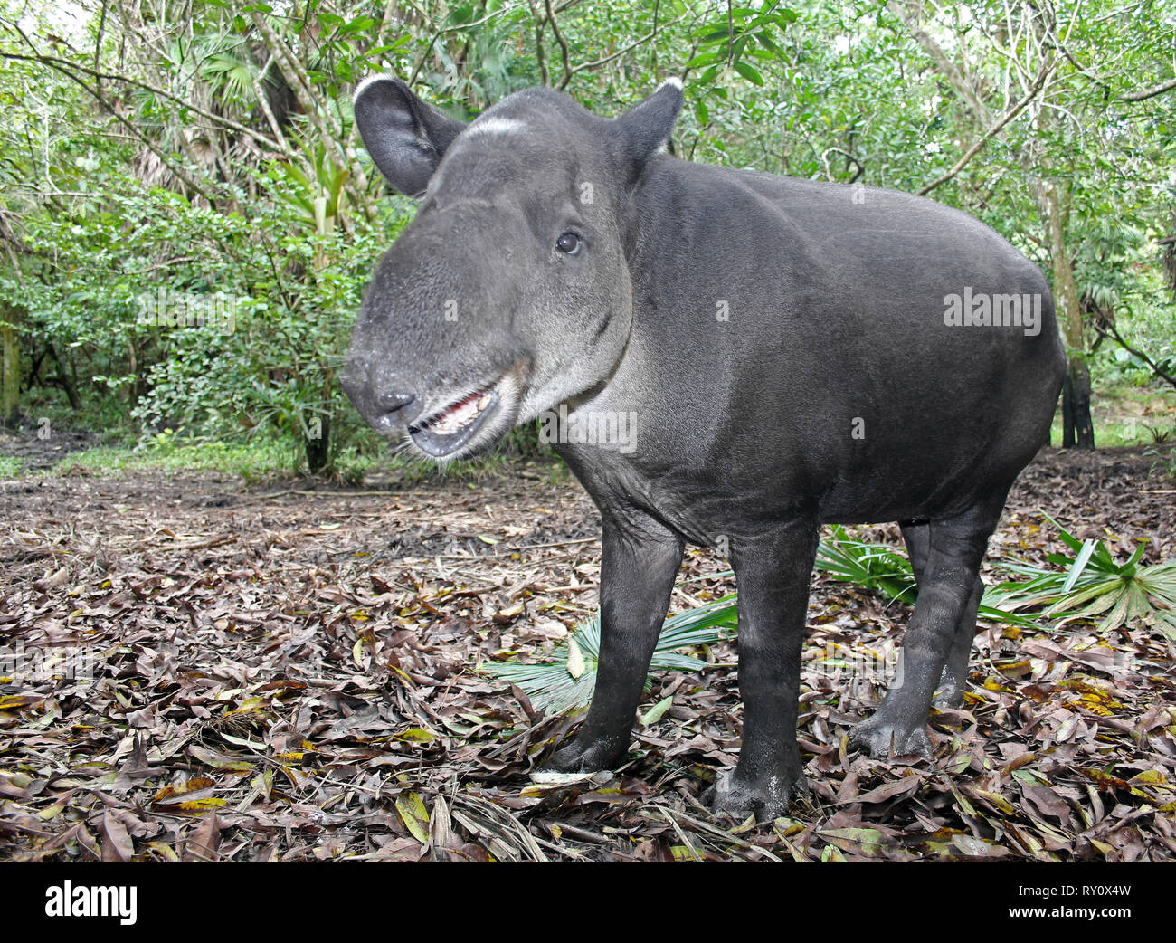 Tapir hi-res stock photography and images - Alamy