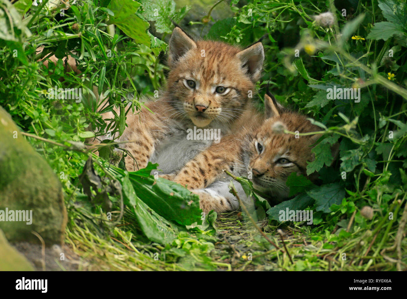 Eurasischer Luchs, (Lynx lynx Stock Photo - Alamy