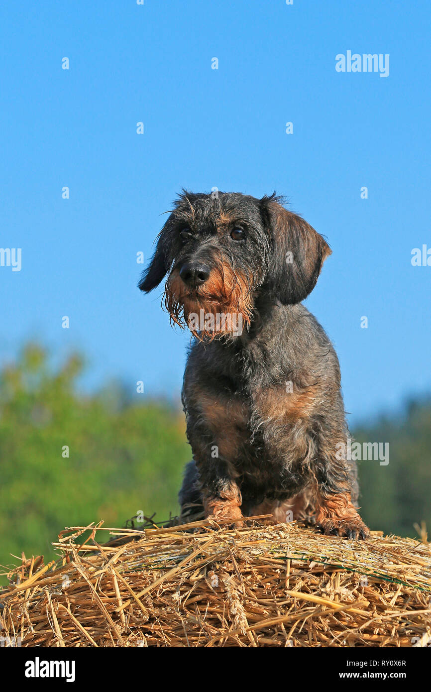 Rauhaardackel hi-res stock photography and images - Alamy