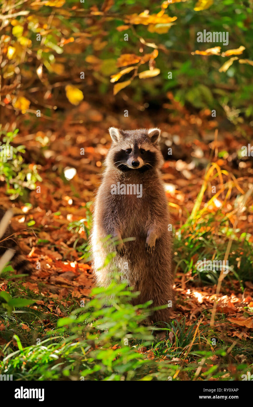 Waschbaer, (Procyon lotor Stock Photo - Alamy