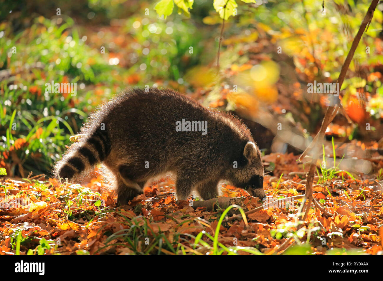 Waschbaer, (Procyon lotor Stock Photo - Alamy