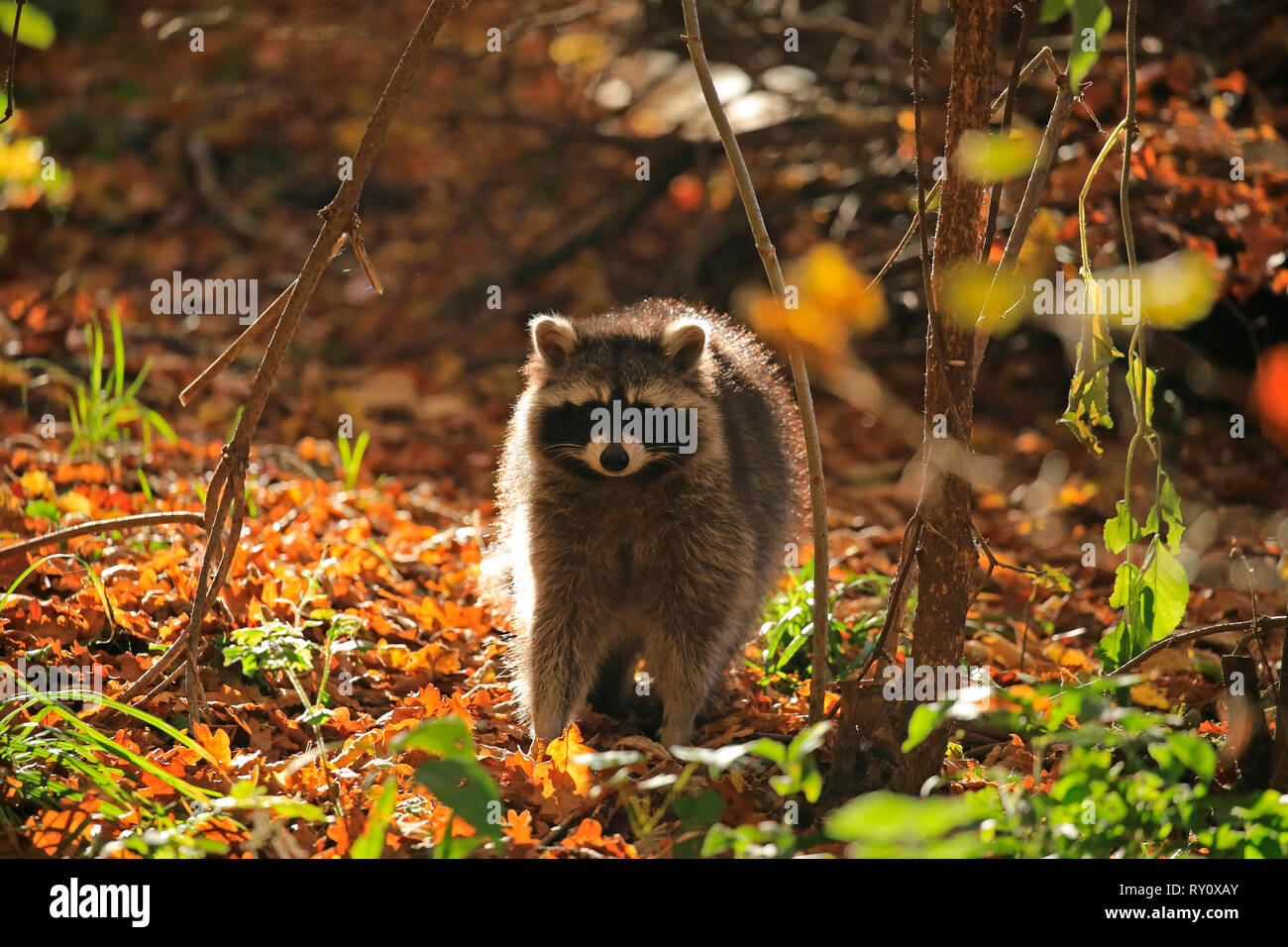 Raccoon procyon lotor adult standing hi-res stock photography and ...