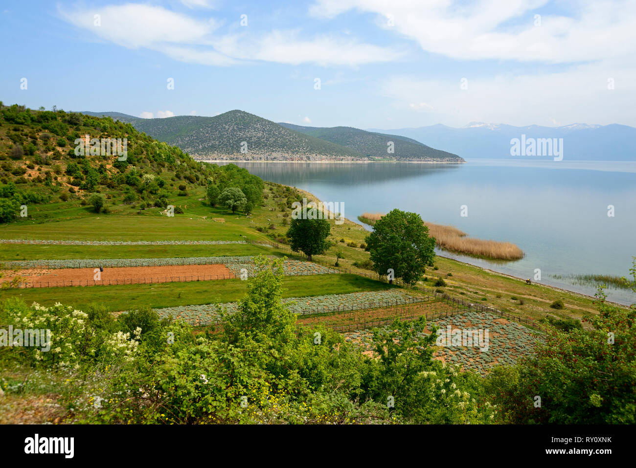 Shore, Great Prespa Lake, Prespa National Park, Albania Stock Photo - Alamy