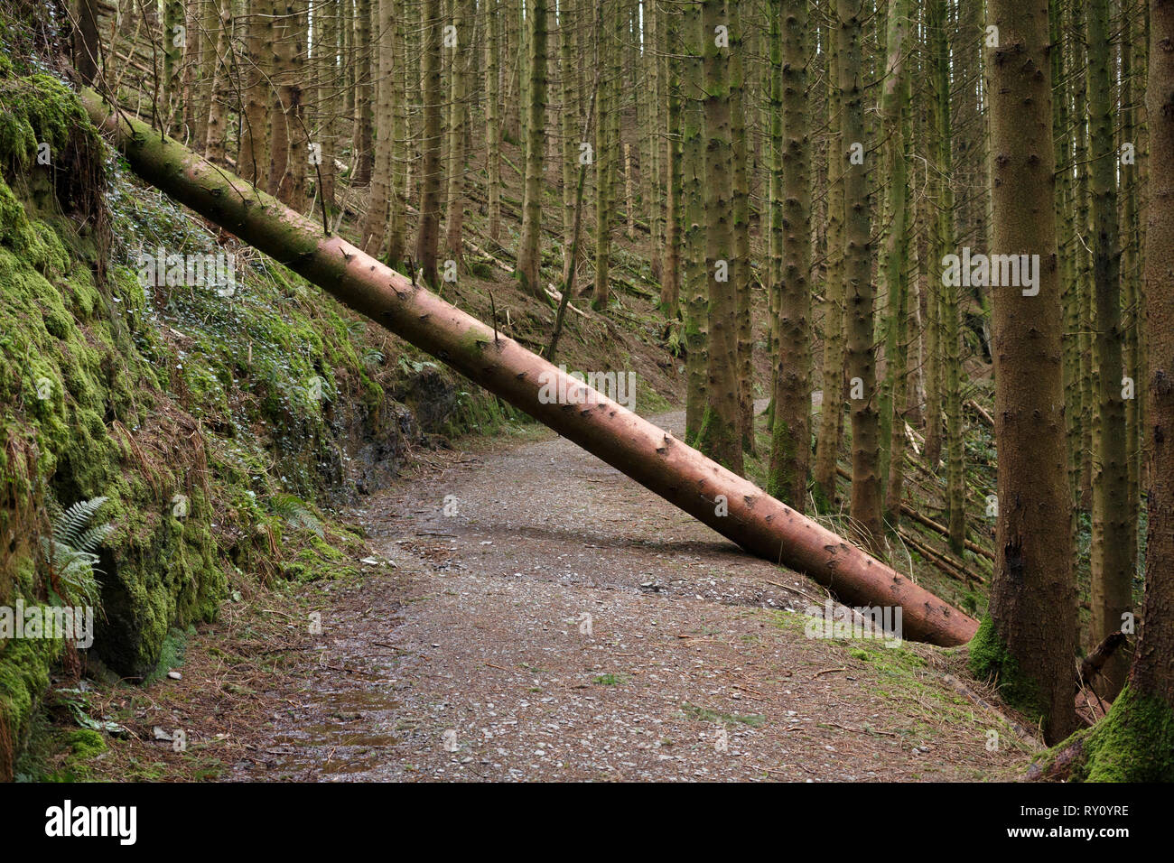 Hafod forest hi-res stock photography and images - Alamy