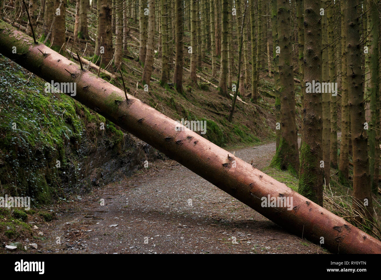 Hafod forest wales hi-res stock photography and images - Alamy