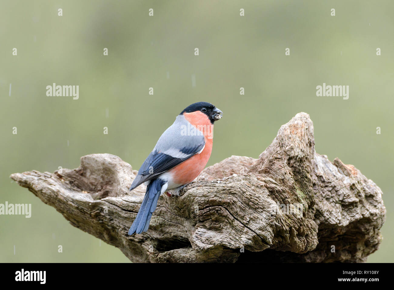 Male bullfinches hi-res stock photography and images - Alamy