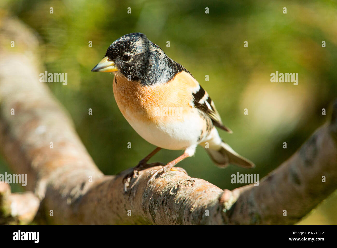 Brambling image hi-res stock photography and images - Alamy