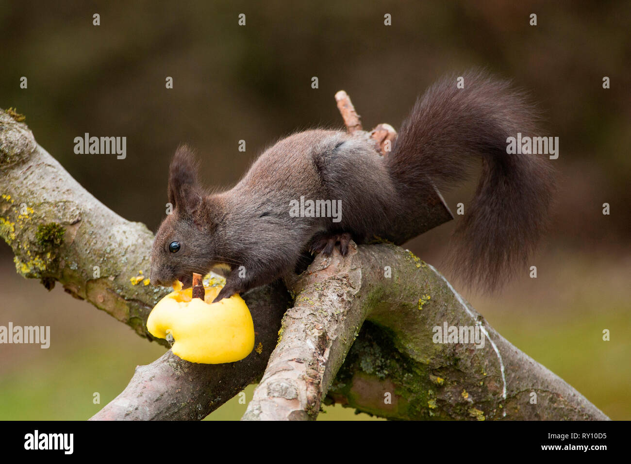 Squirrels mammals rodents hi-res stock photography and images - Alamy