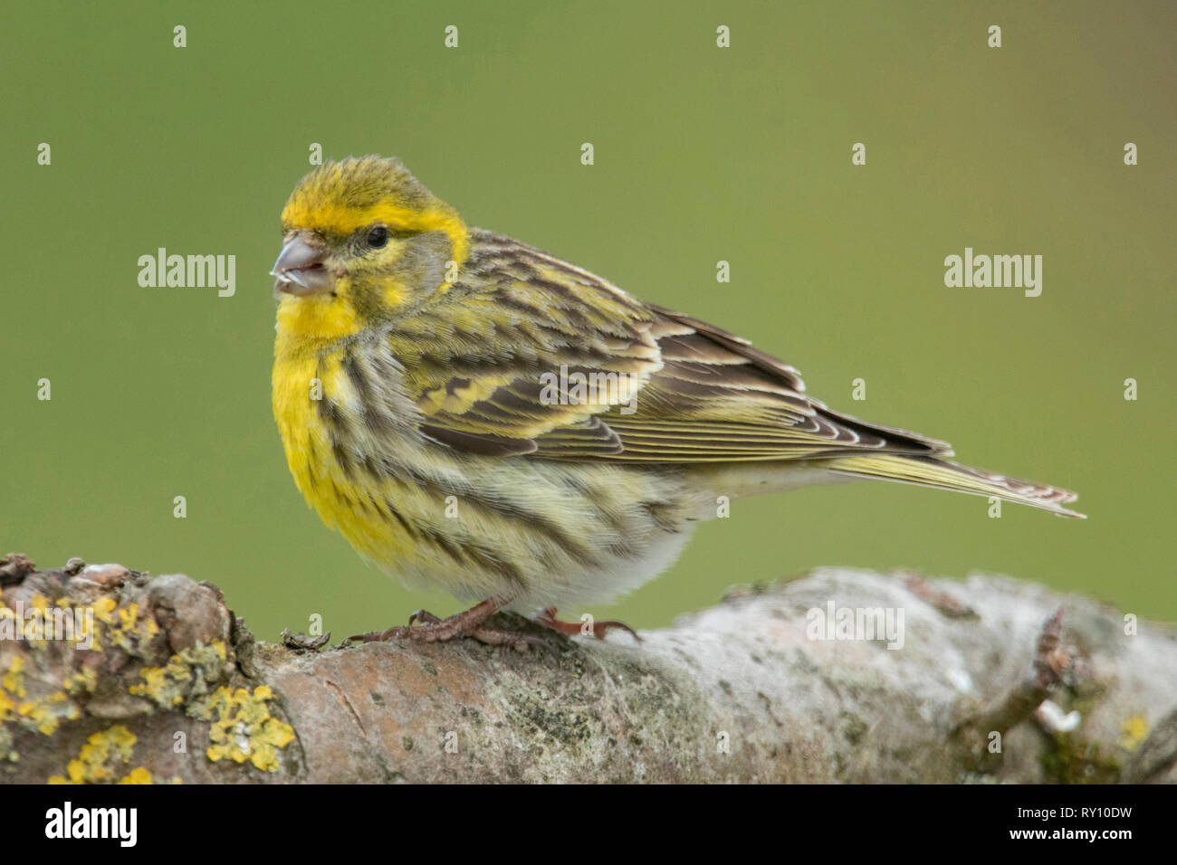 european serin, male, (Serinus serinus Stock Photo - Alamy