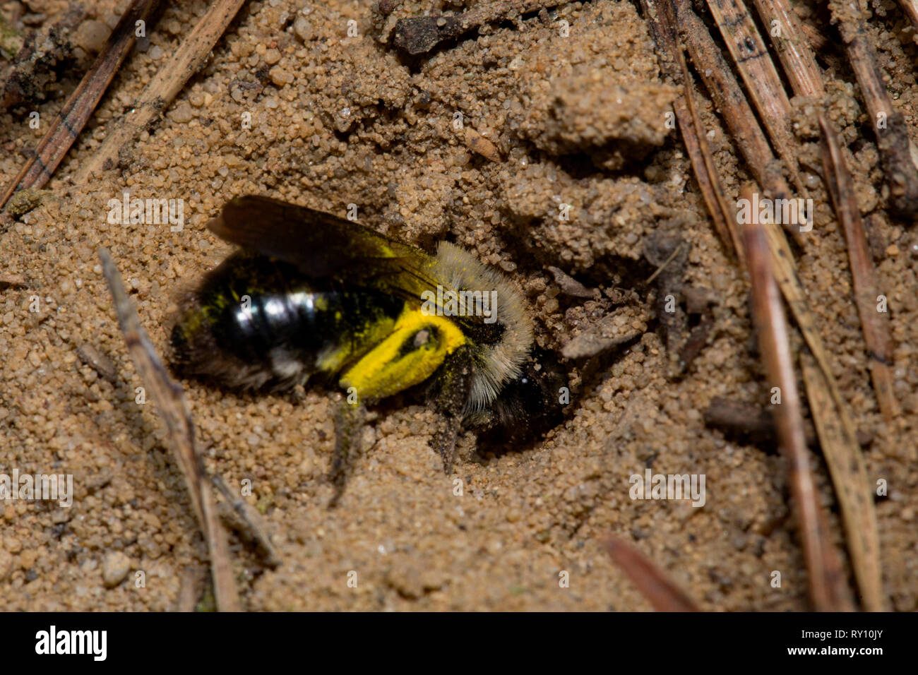 Grey-backed Mining-bee, (Andrena vaga Stock Photo - Alamy