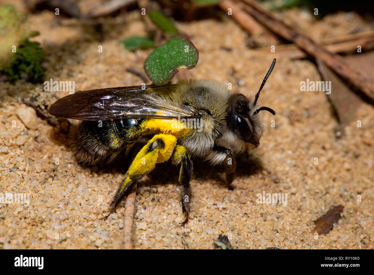 Grey-backed Mining-bee, (Andrena vaga Stock Photo - Alamy
