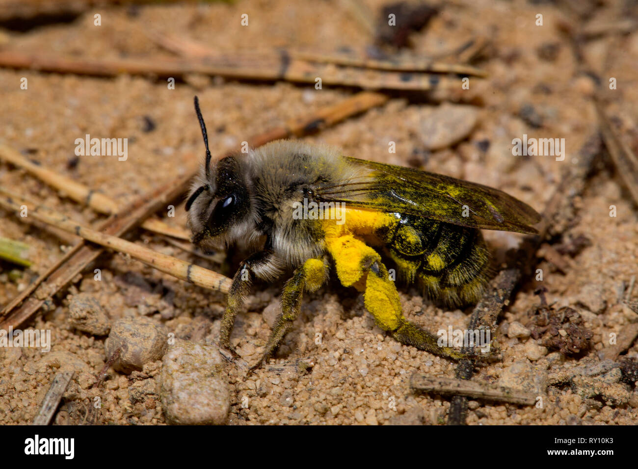 Grey-backed Mining-bee, (Andrena vaga Stock Photo - Alamy