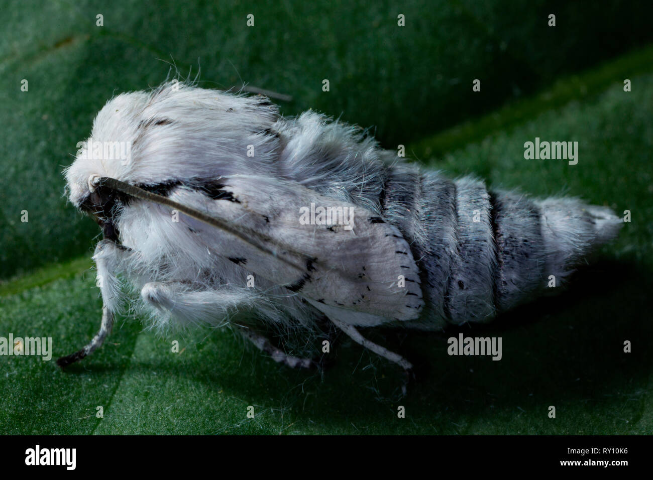 Miller moths hi-res stock photography and images - Alamy