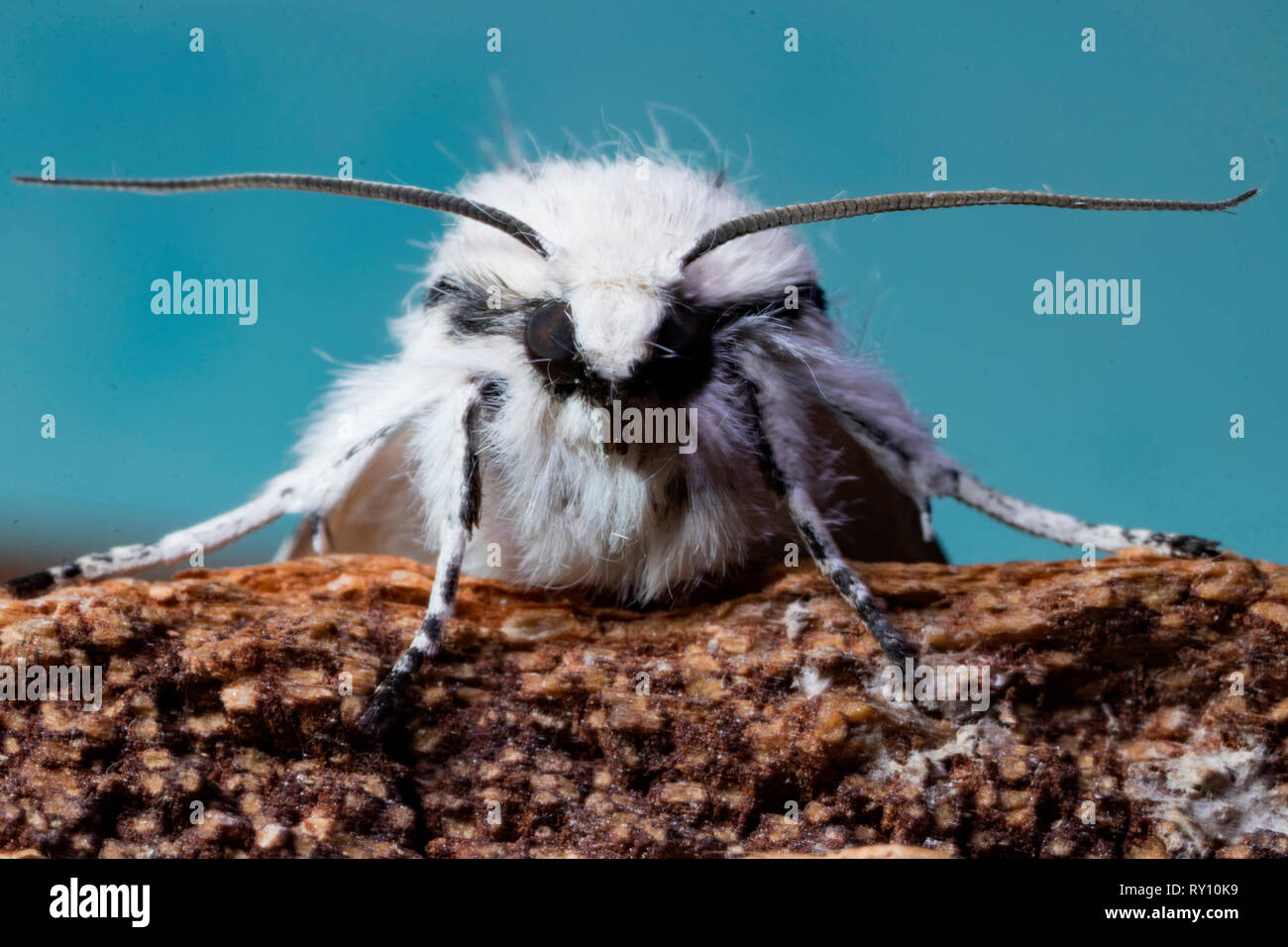 miller moth, (Acronicta leporina Stock Photo - Alamy