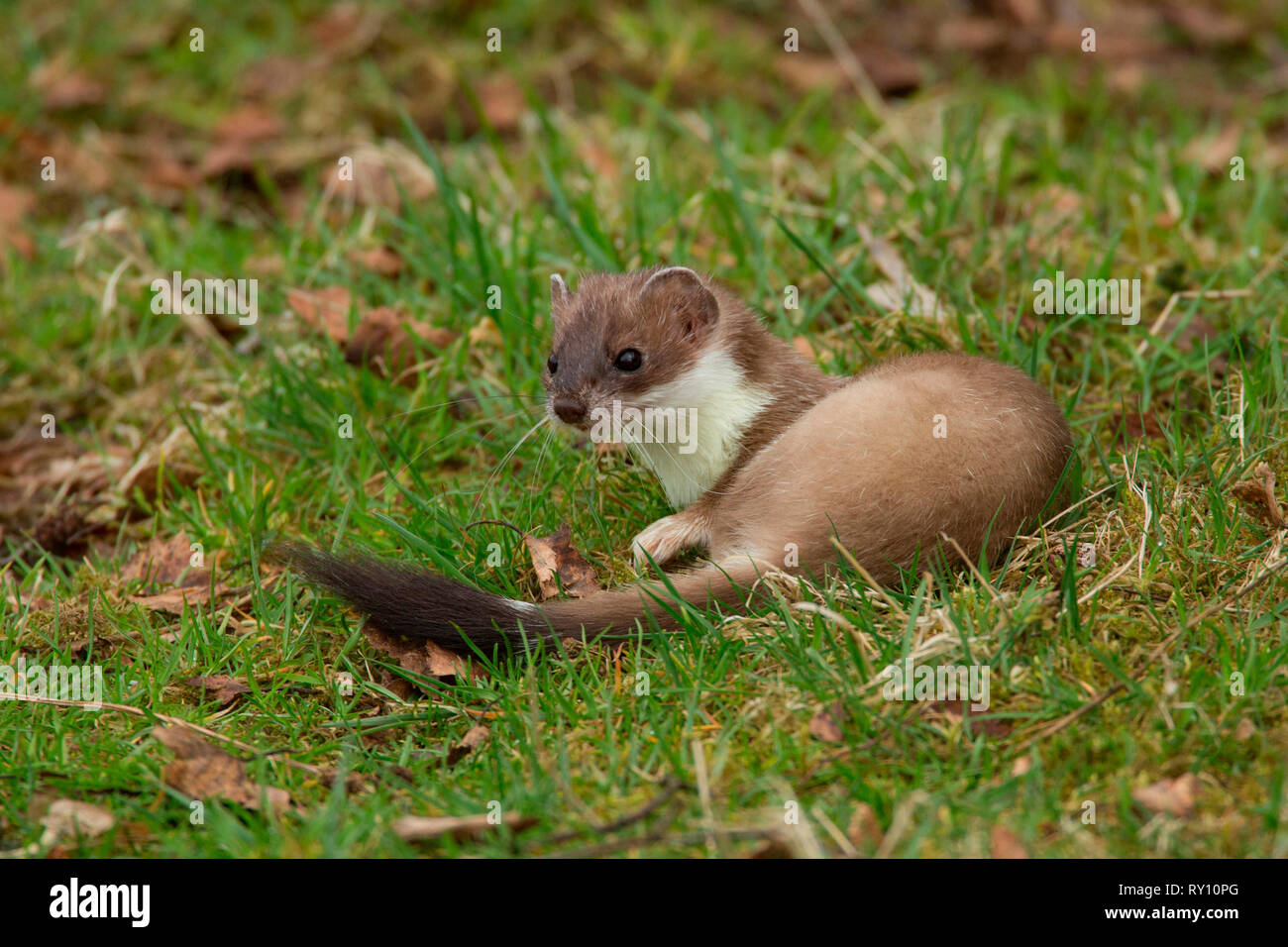 Ermines hi-res stock photography and images - Alamy