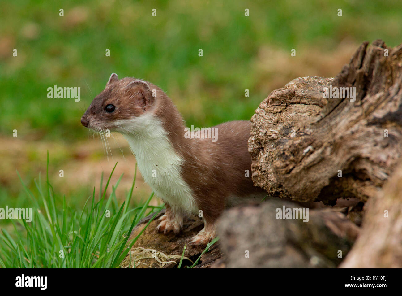 Stoat hi-res stock photography and images - Alamy