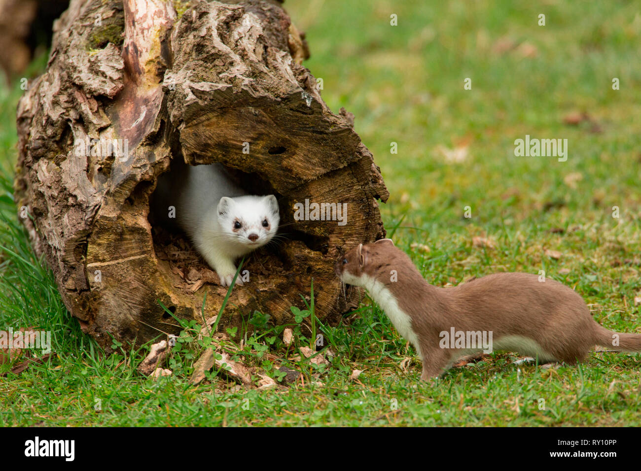 Stoats ermine hi-res stock photography and images - Alamy