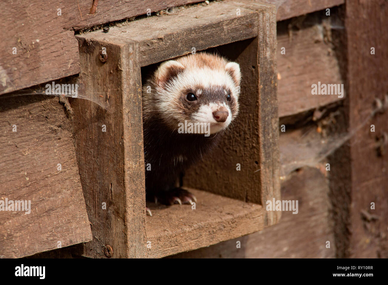 european polecat, (Mustela putorius Stock Photo - Alamy
