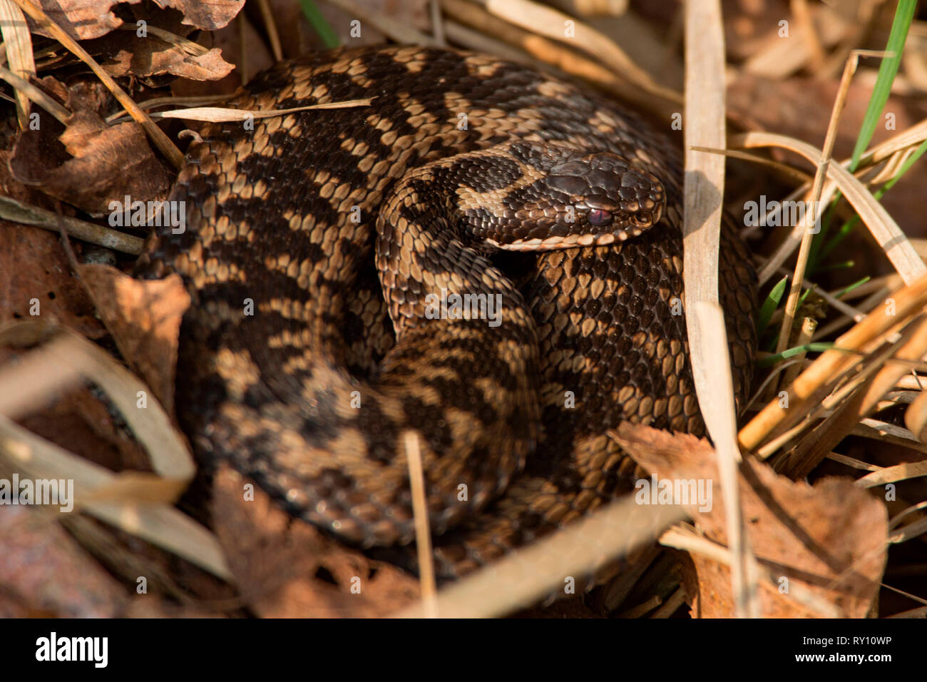 common european adder, (Vipera berus Stock Photo - Alamy