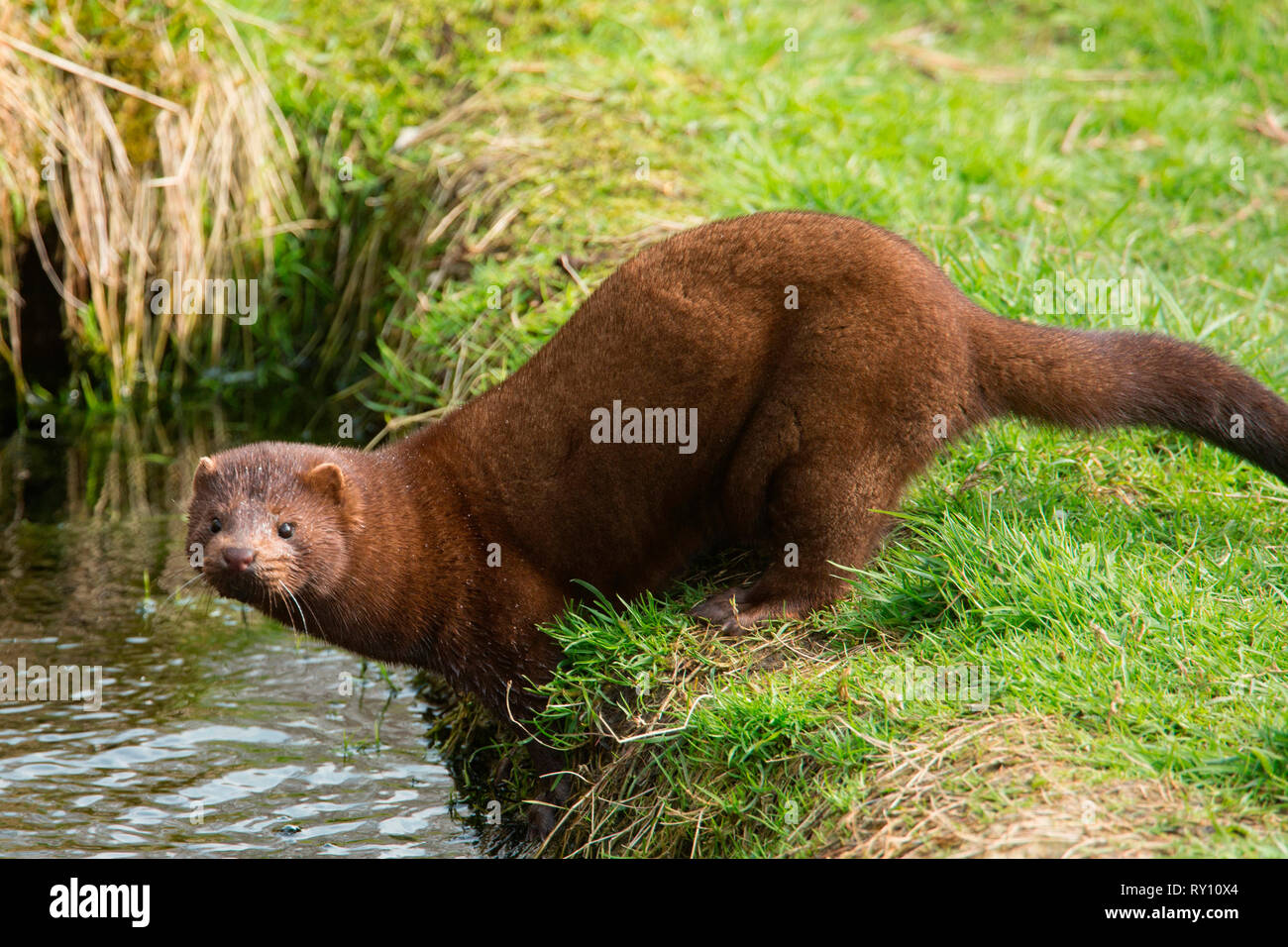 american mink, (Neovison vison Stock Photo - Alamy