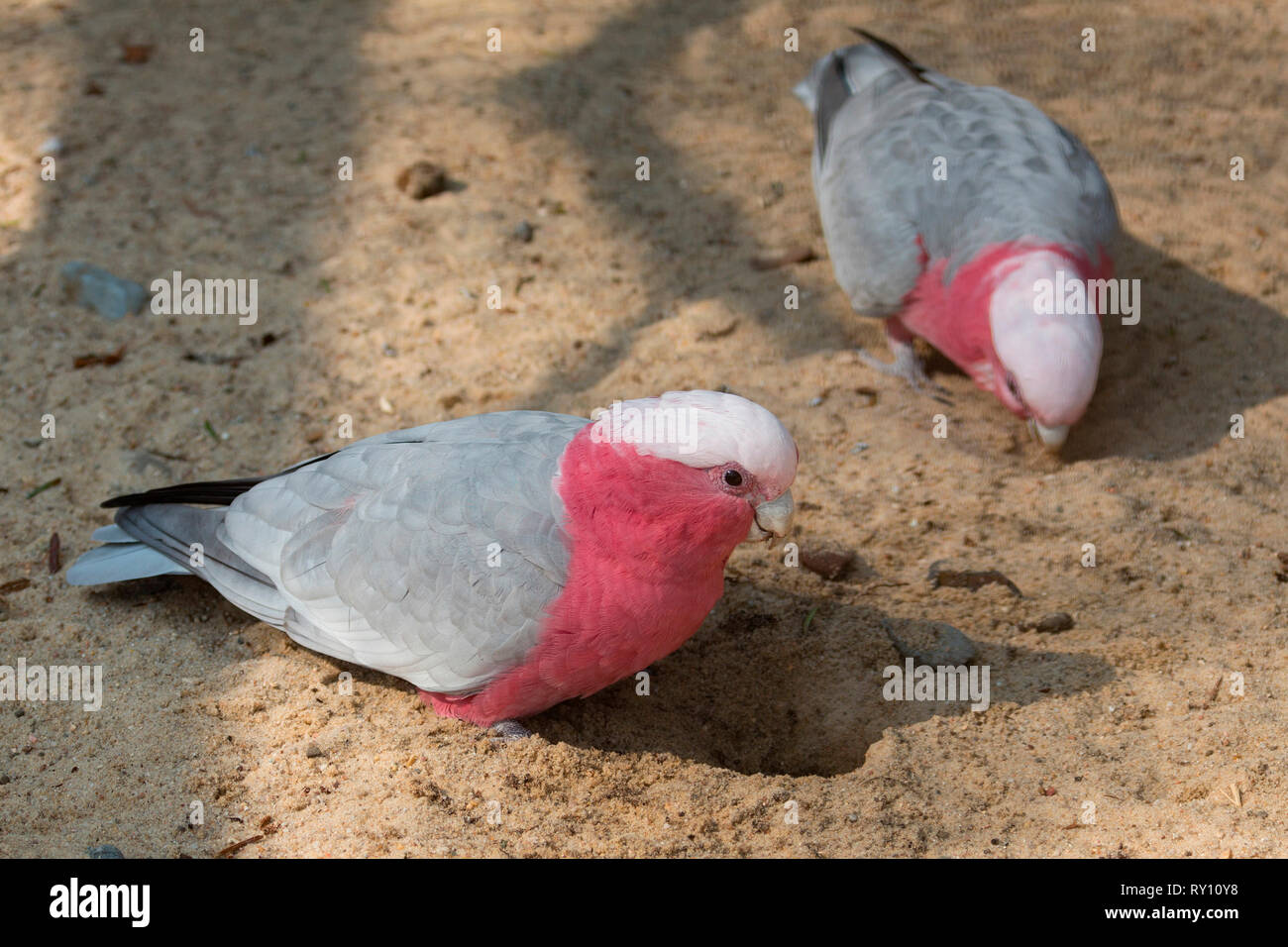 galahs, (Eolophus roseicapilla Stock Photo - Alamy
