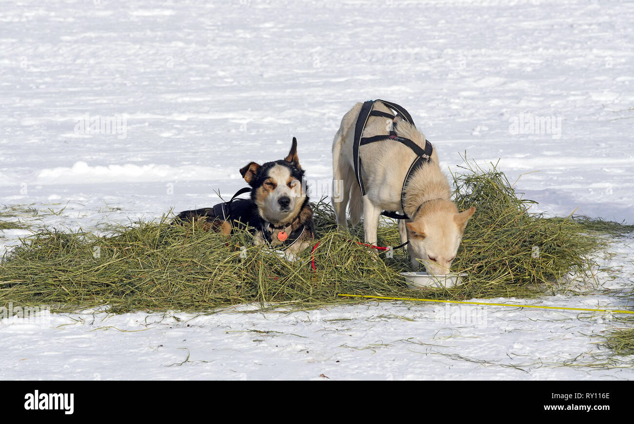 Puntilla Lake, United States. 04th Mar, 2019. A dog team takes a rest ...