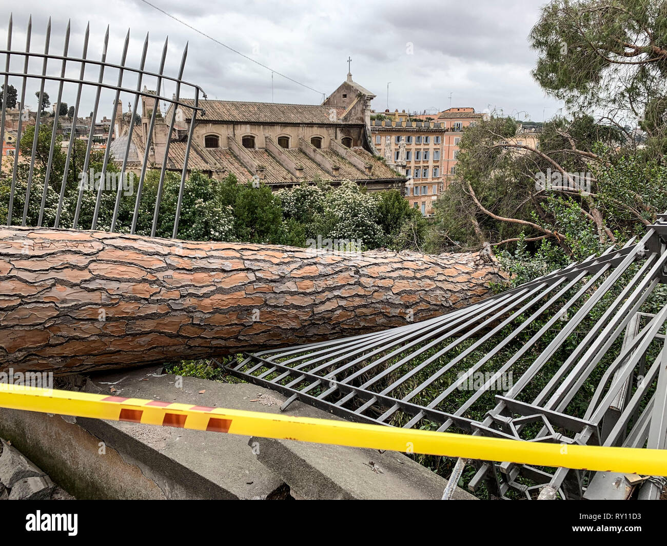 Big tree falls at the Campidoglio Via del Tempio di Giove under Palazzo ...