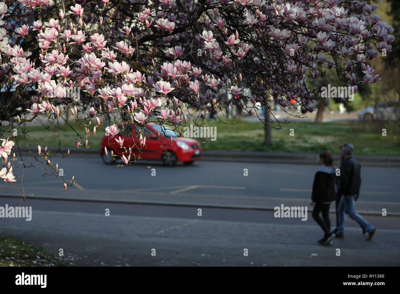 Magnolia in rome hi-res stock photography and images - Alamy
