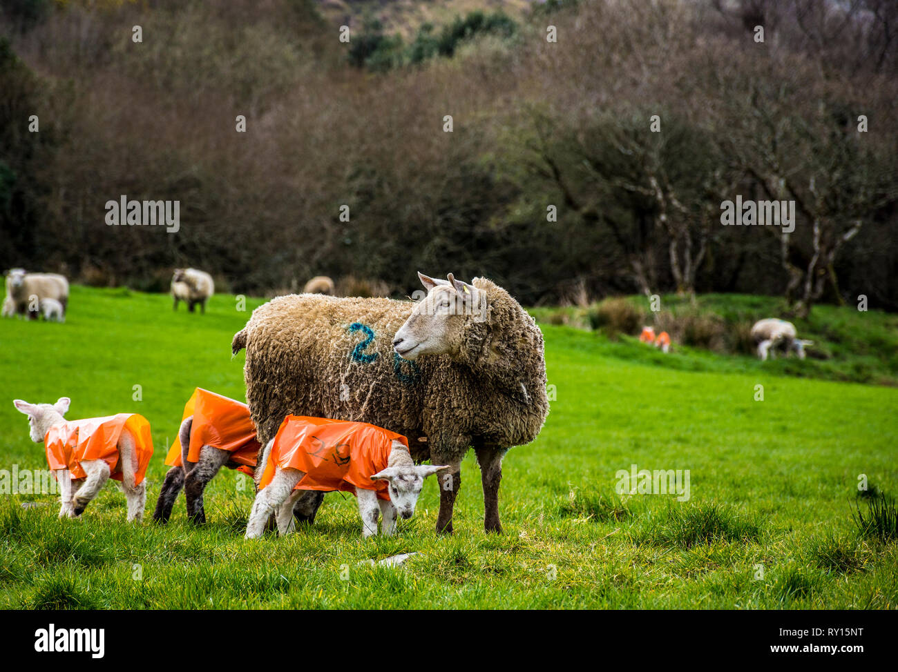 Polythene jackets hi-res stock photography and images - Alamy