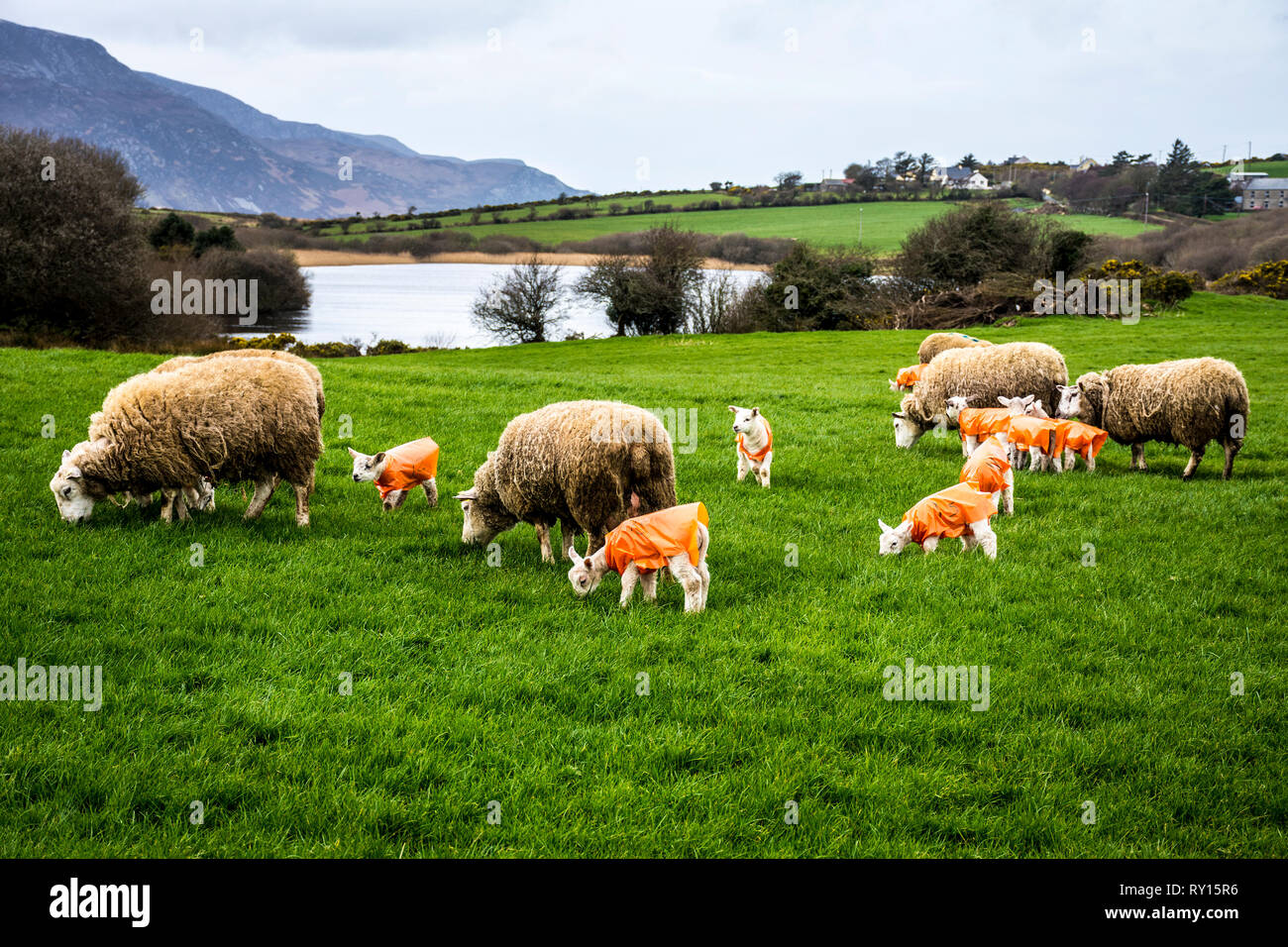 Polythene jackets hi-res stock photography and images - Alamy