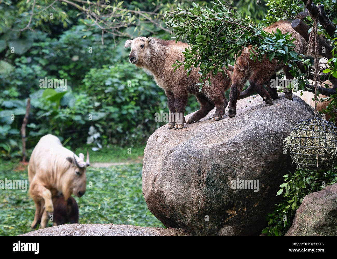 Guangzhou, China's Guangdong Province. 11th Mar, 2019. Golden takin ...