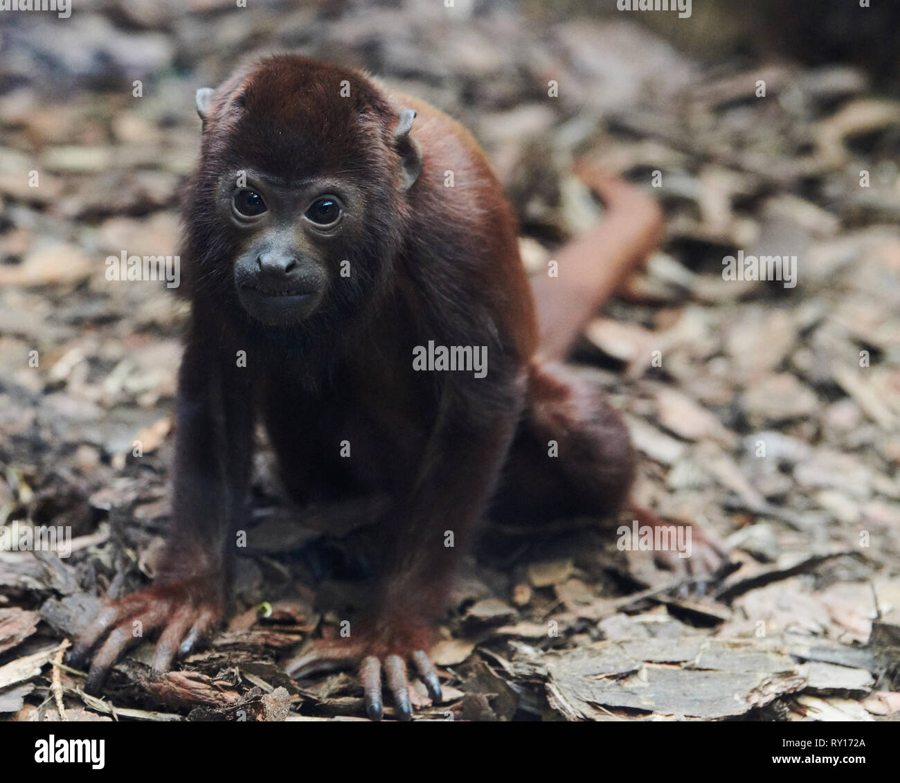 Tierpark Berlin, Germany. 08th Mar, 2019. A Venezuelan red howler ...