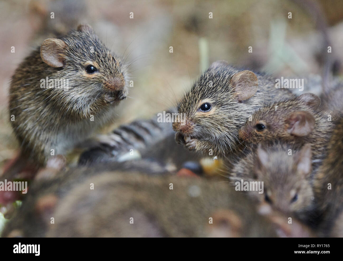 Human rats hi-res stock photography and images - Alamy