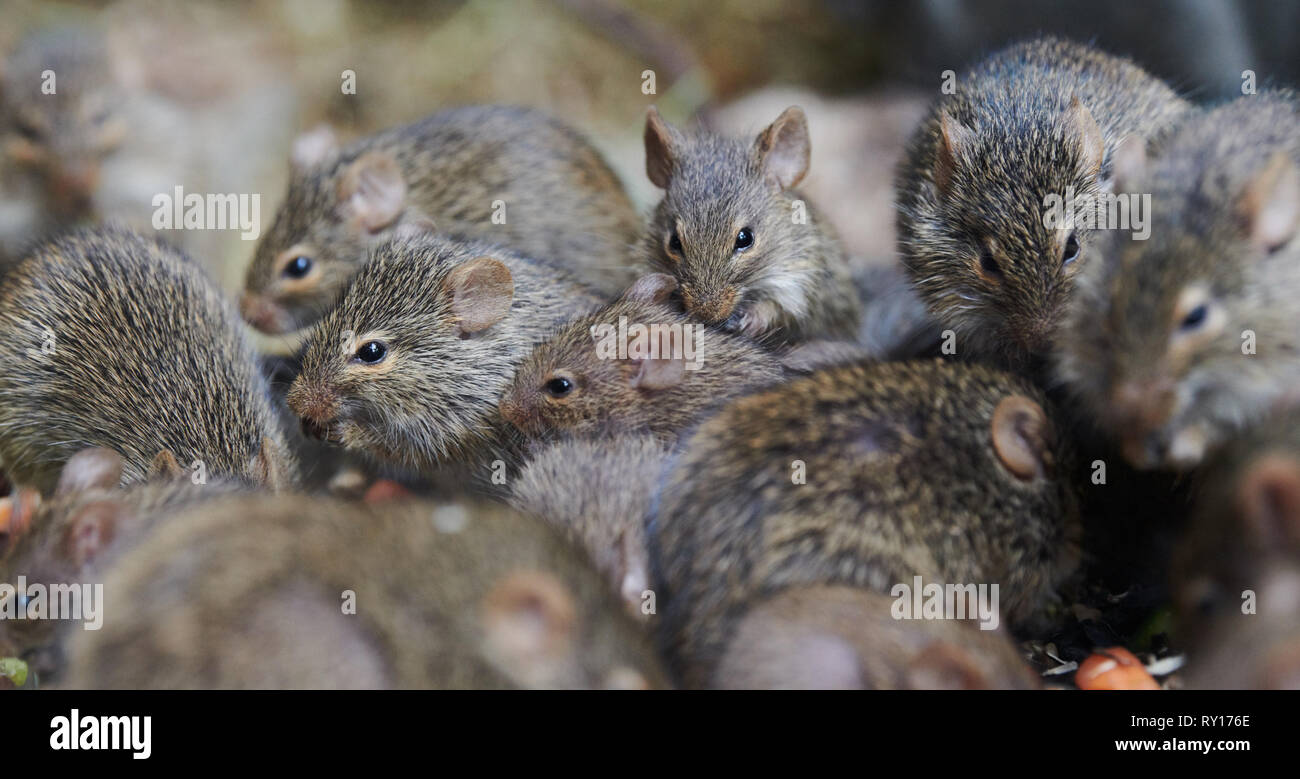 Tierpark Berlin, Germany. 08th Mar, 2019. Grass rats in their cage in ...