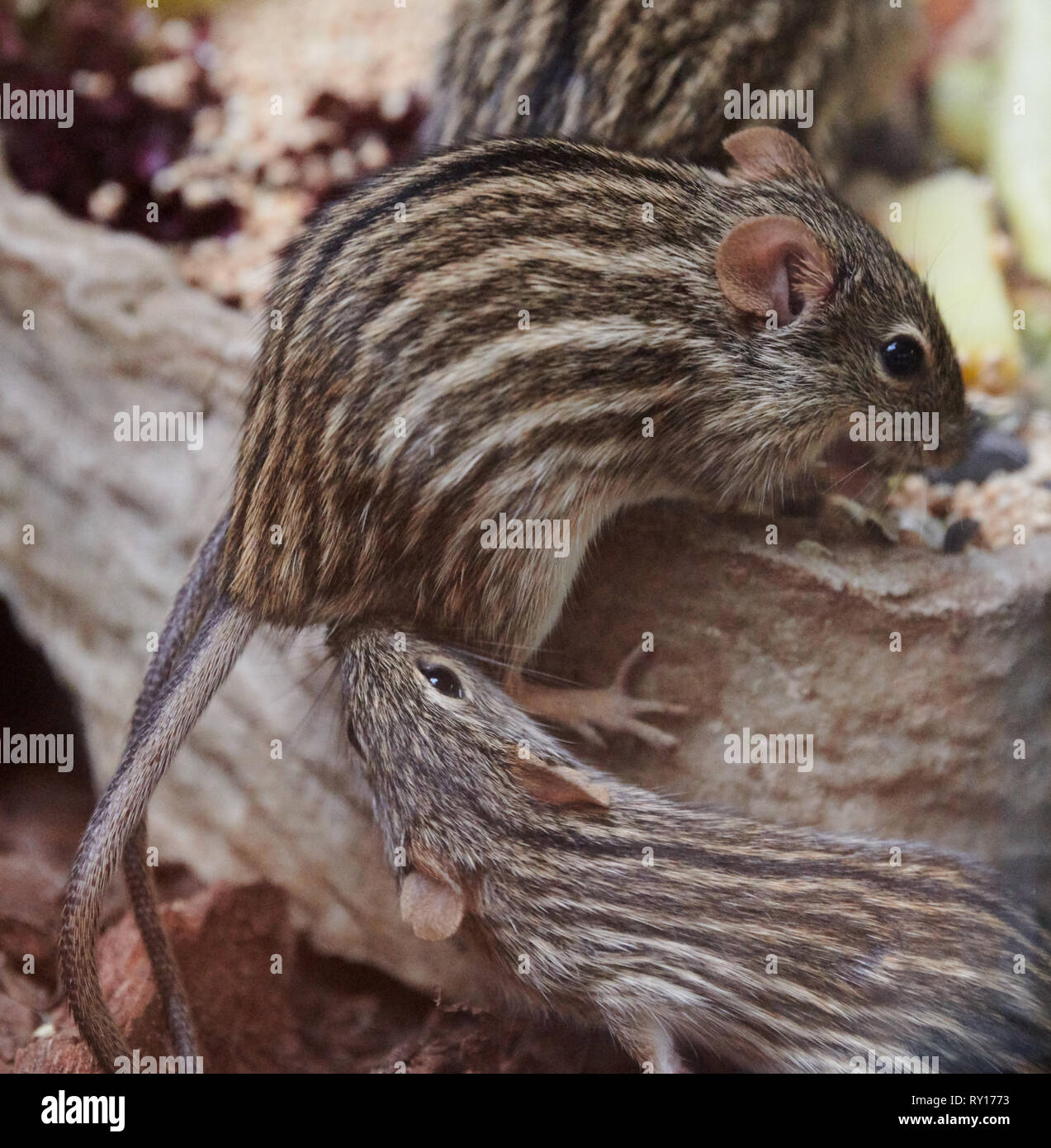 Tierpark Berlin, Germany. 08th Mar, 2019. Many stripe grass mice in ...