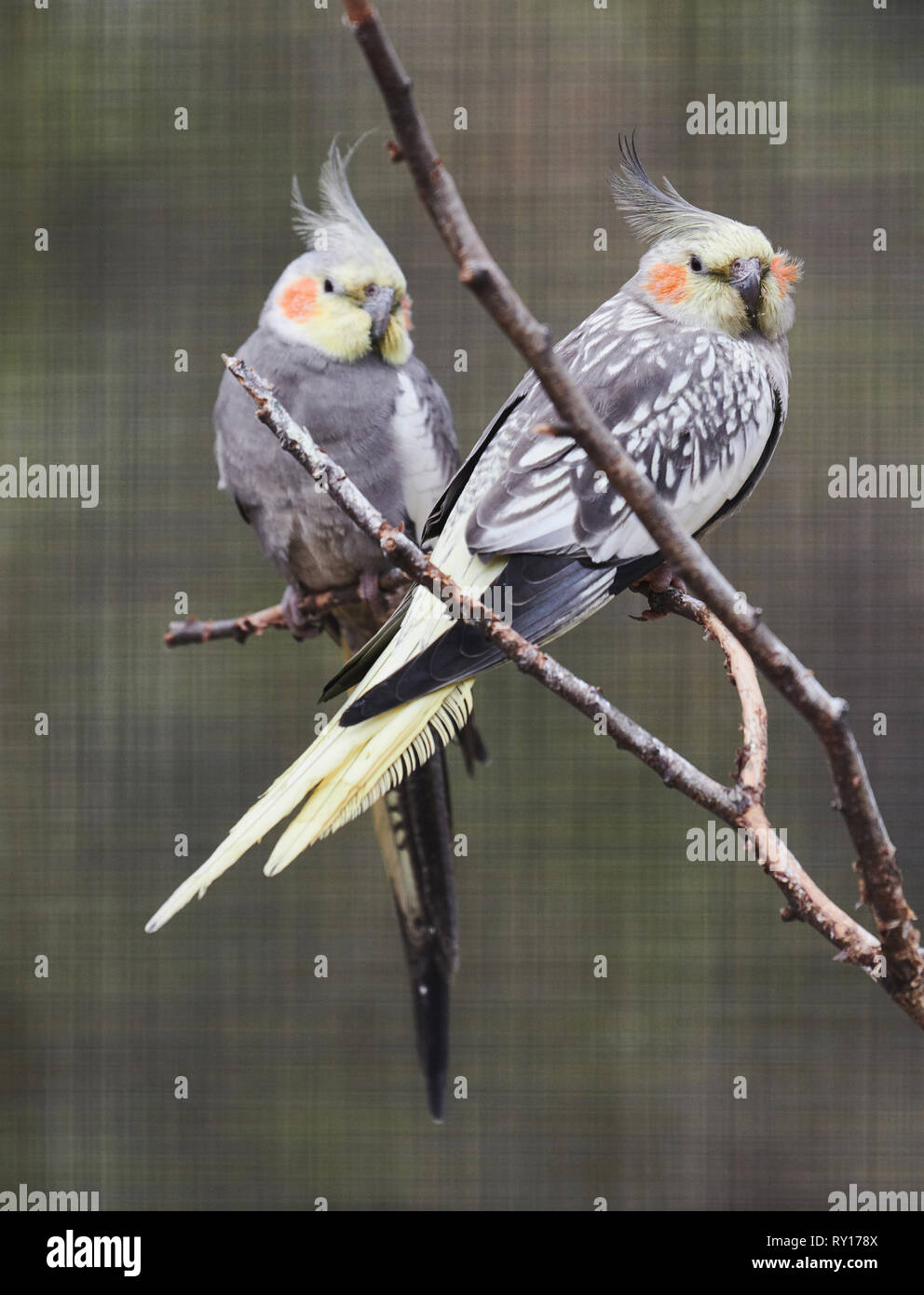 Tierpark Berlin, Germany. 08th Mar, 2019. Two nymph parakeets sit on a ...
