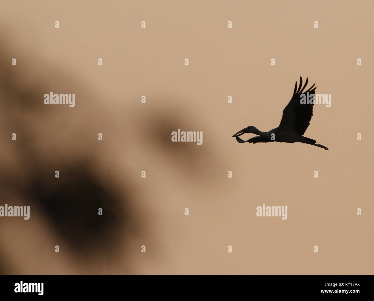 Nakhon Sawan, Thailand. 11th Mar, 2019. A stork bird seen flying on the ...