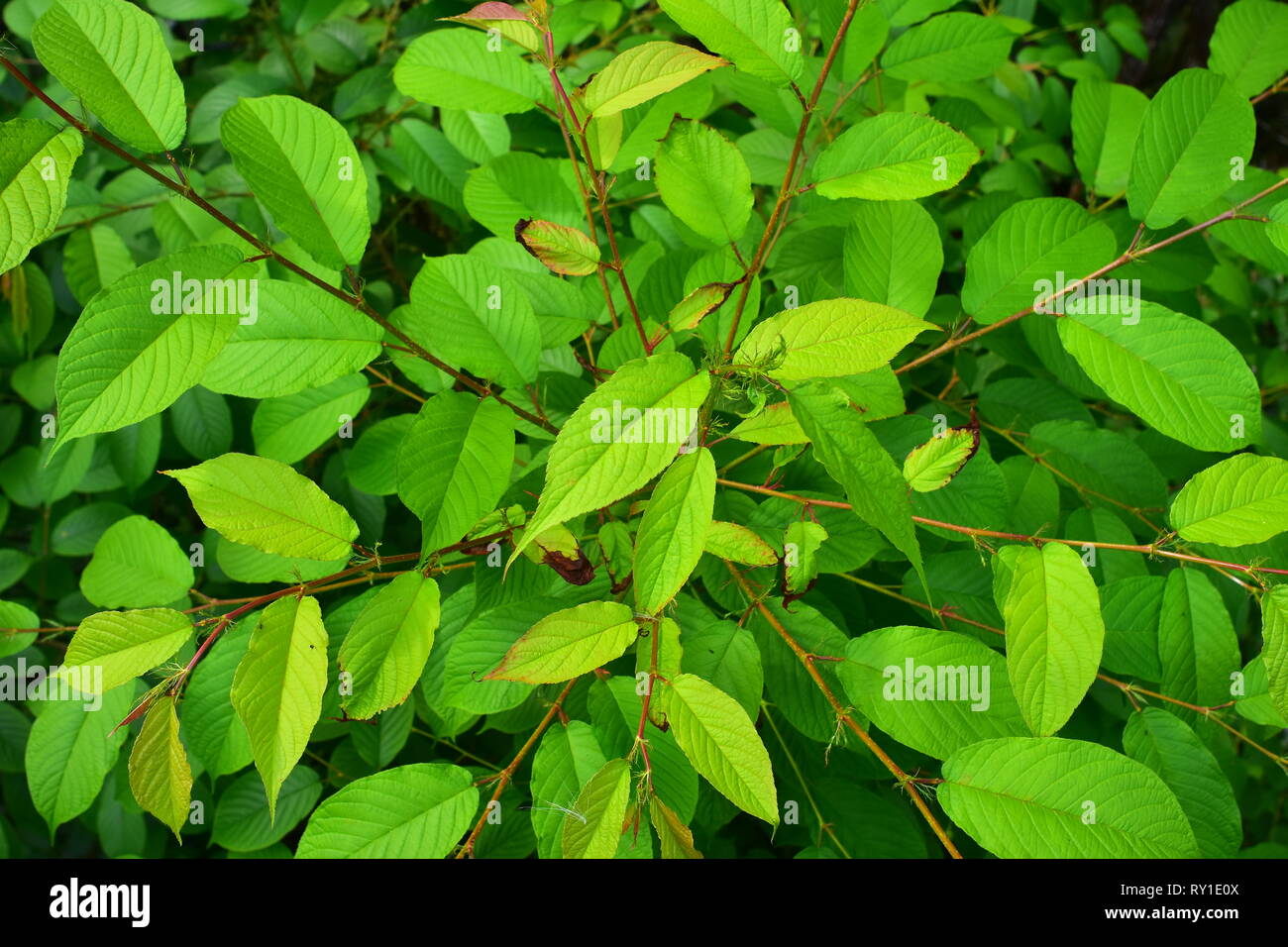 Bright saturated green bush leaves with simple pinnate venation Stock ...