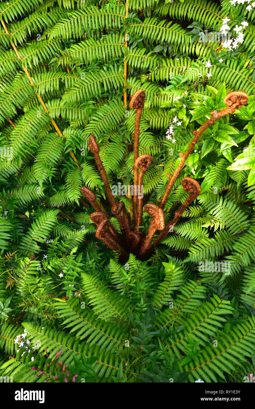 Center view of giant fern treetop showing developed green fronds with ...